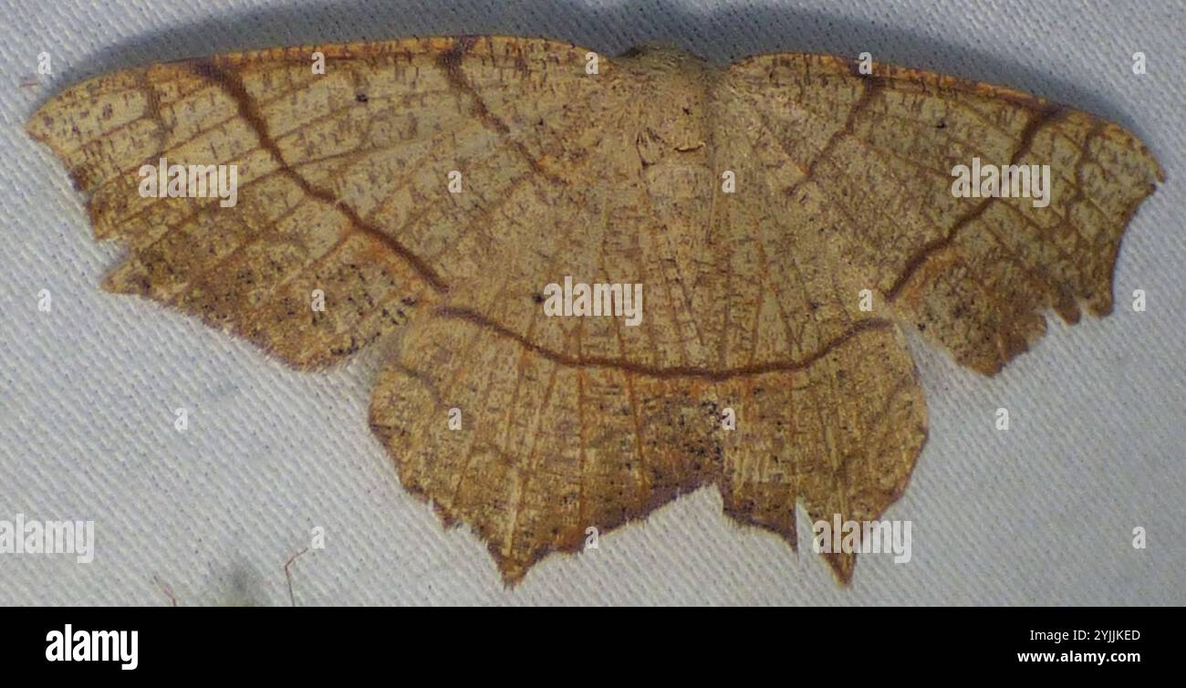 Besma moth hi-res stock photography and images - Alamy