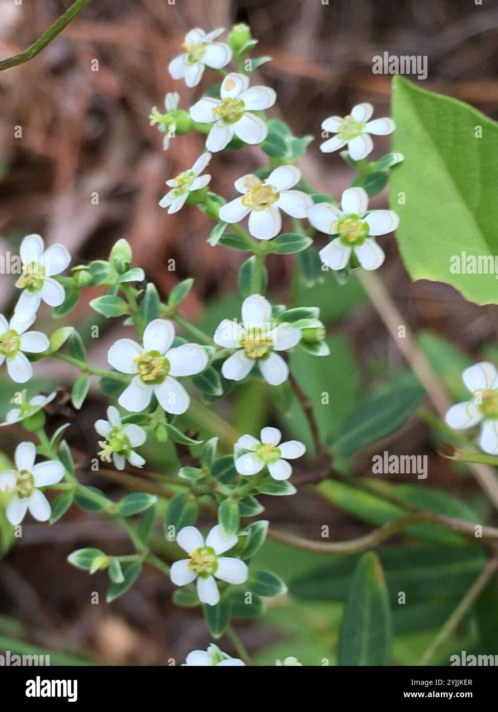 flowering spurge (Euphorbia corollata Stock Photo - Alamy