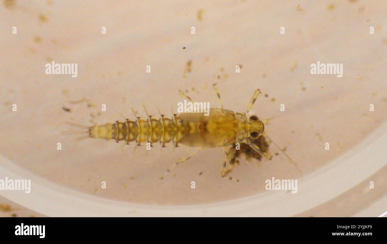Small Mayflies (Baetidae Stock Photo - Alamy