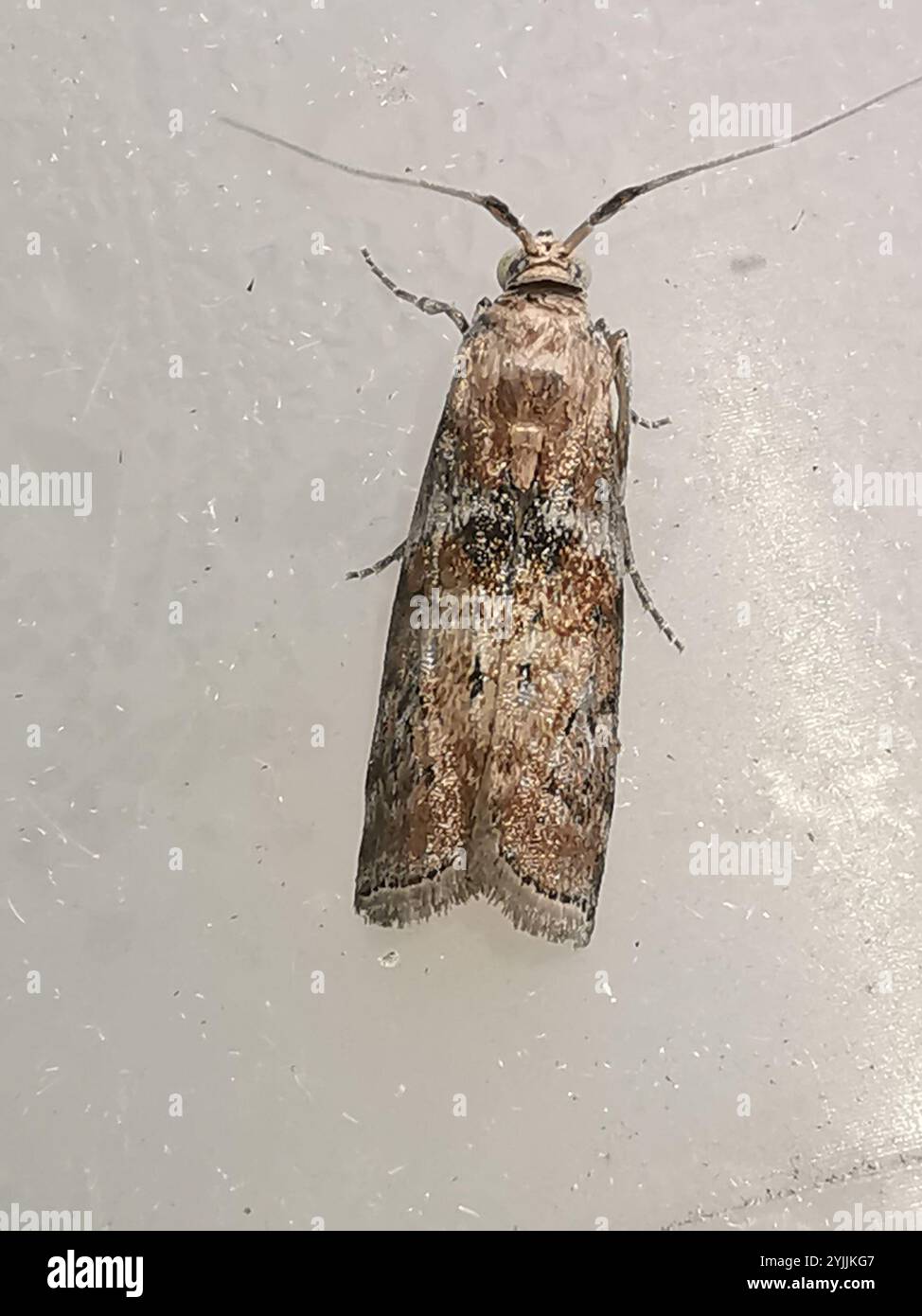 Dotted Oak Knot-horn (Phycita roborella Stock Photo - Alamy