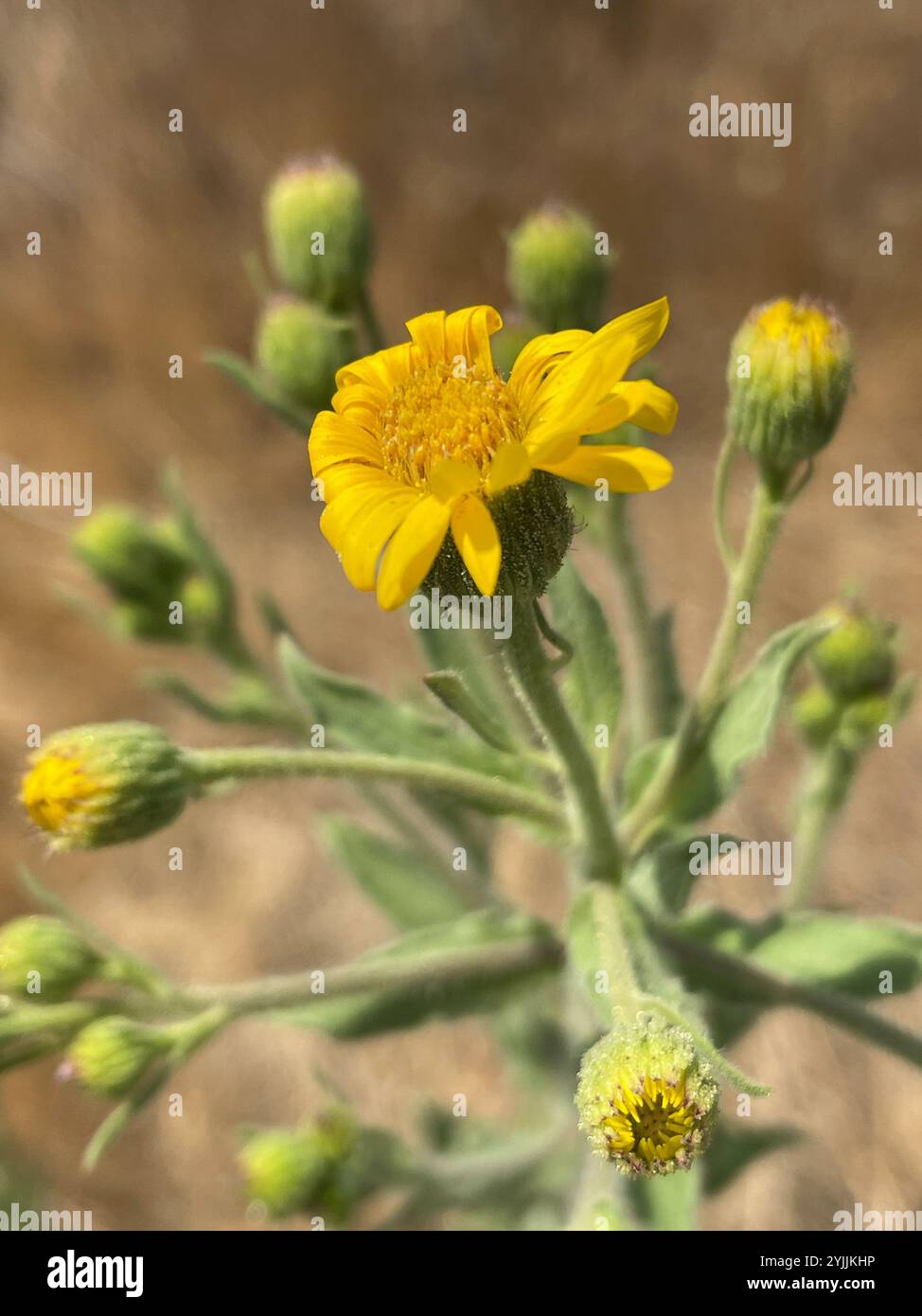 Telegraphweed (Heterotheca grandiflora Stock Photo - Alamy