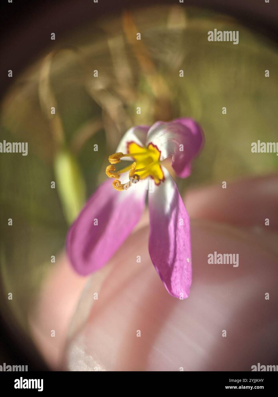 marsh pink (Sabatia stellaris Stock Photo - Alamy