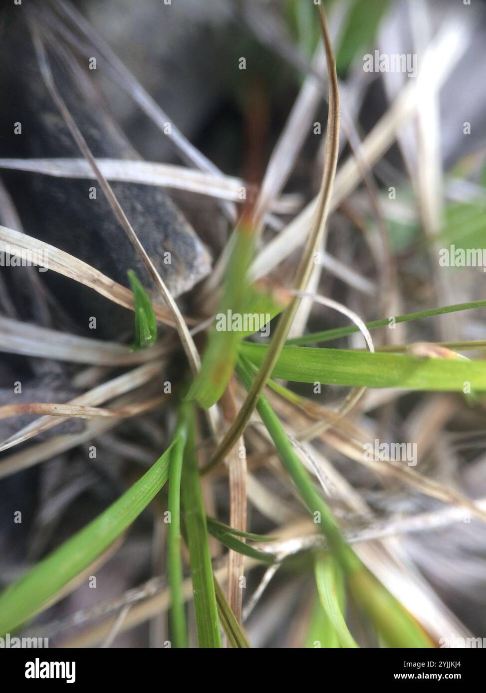 golden sedge (Carex aurea Stock Photo - Alamy