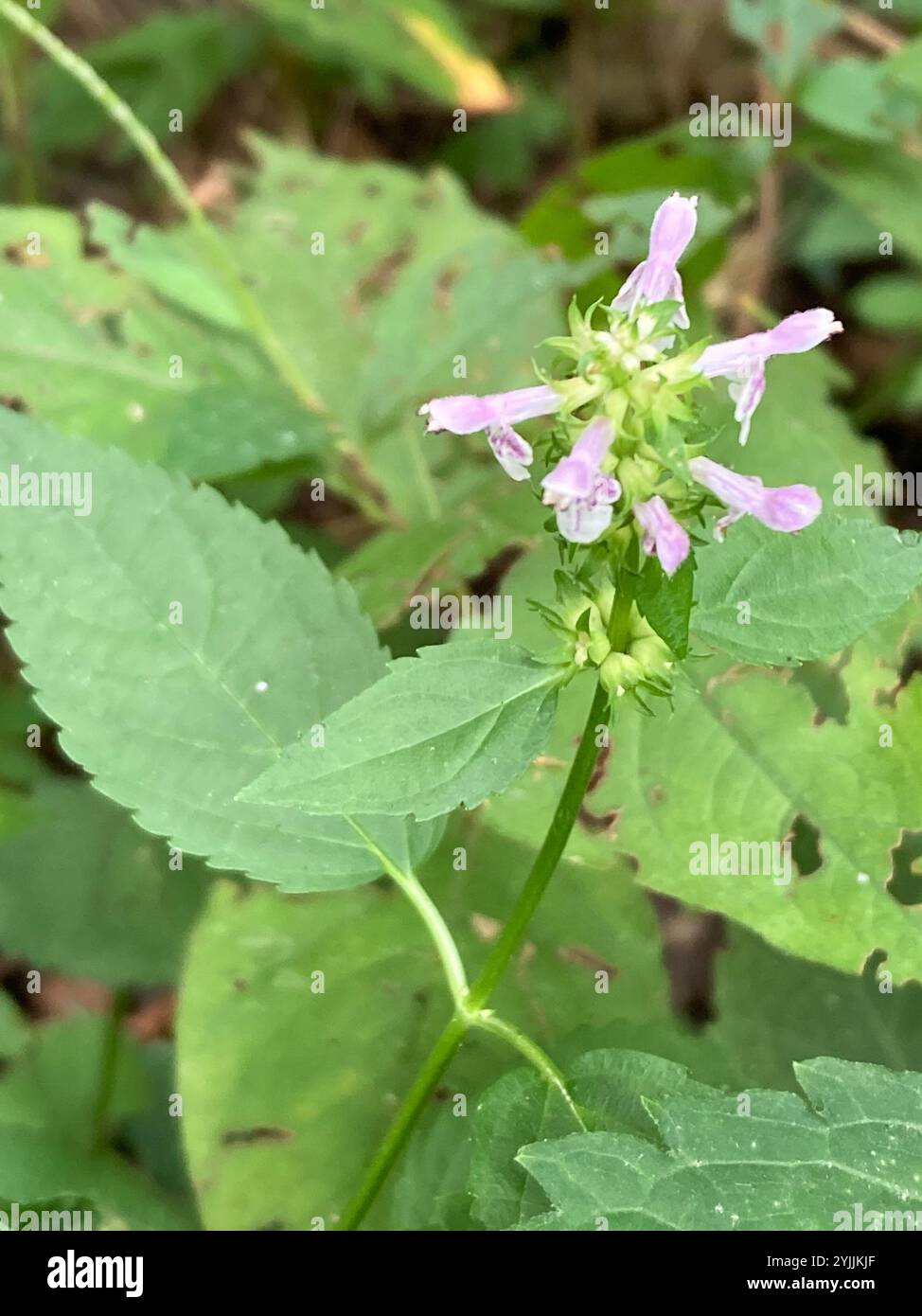 smooth hedgenettle (Stachys tenuifolia Stock Photo - Alamy