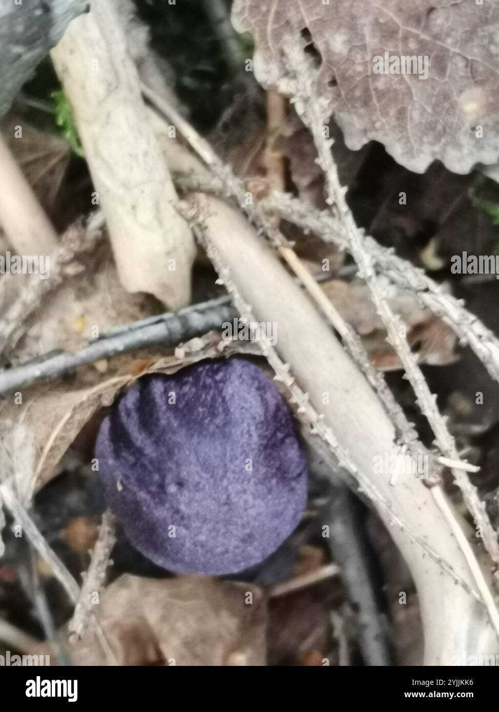 violet webcap (Cortinarius violaceus Stock Photo - Alamy