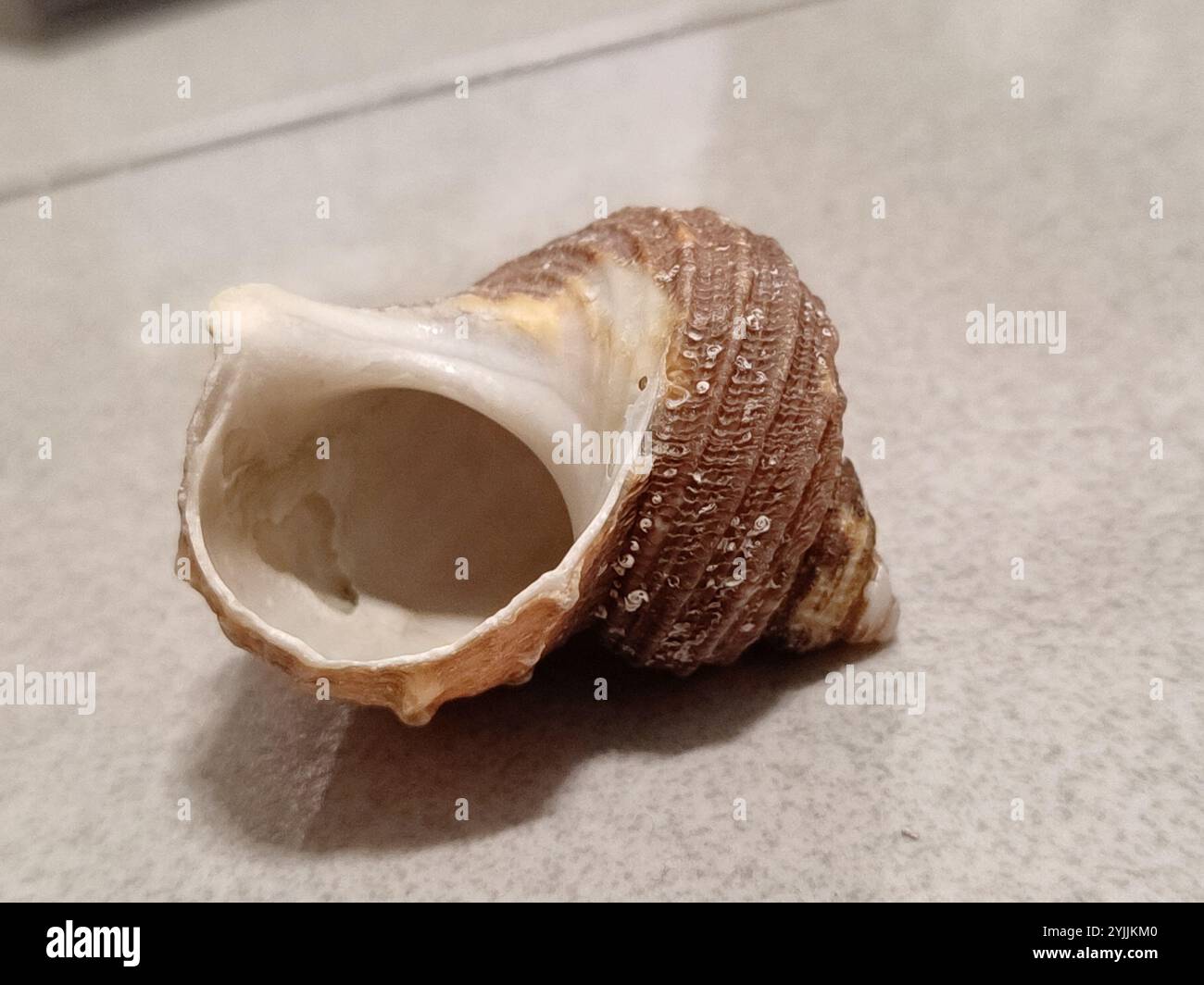 Horned Turban (Turbo cornutus Stock Photo - Alamy