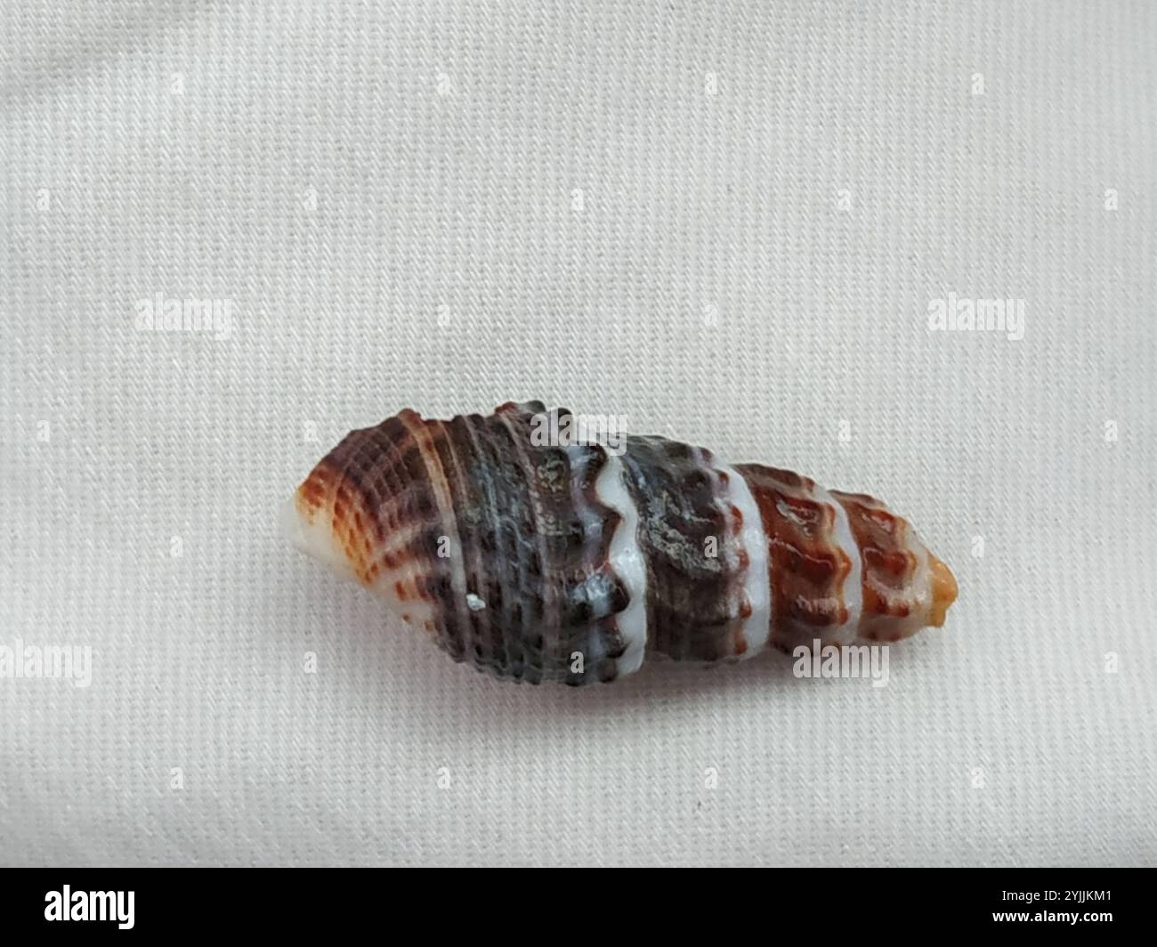 Zoned Horned Shell (Batillaria zonalis Stock Photo - Alamy