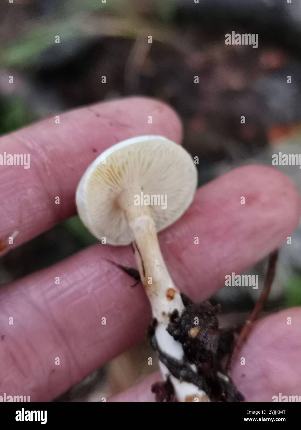Fragrant Funnel (Clitocybe fragrans Stock Photo - Alamy