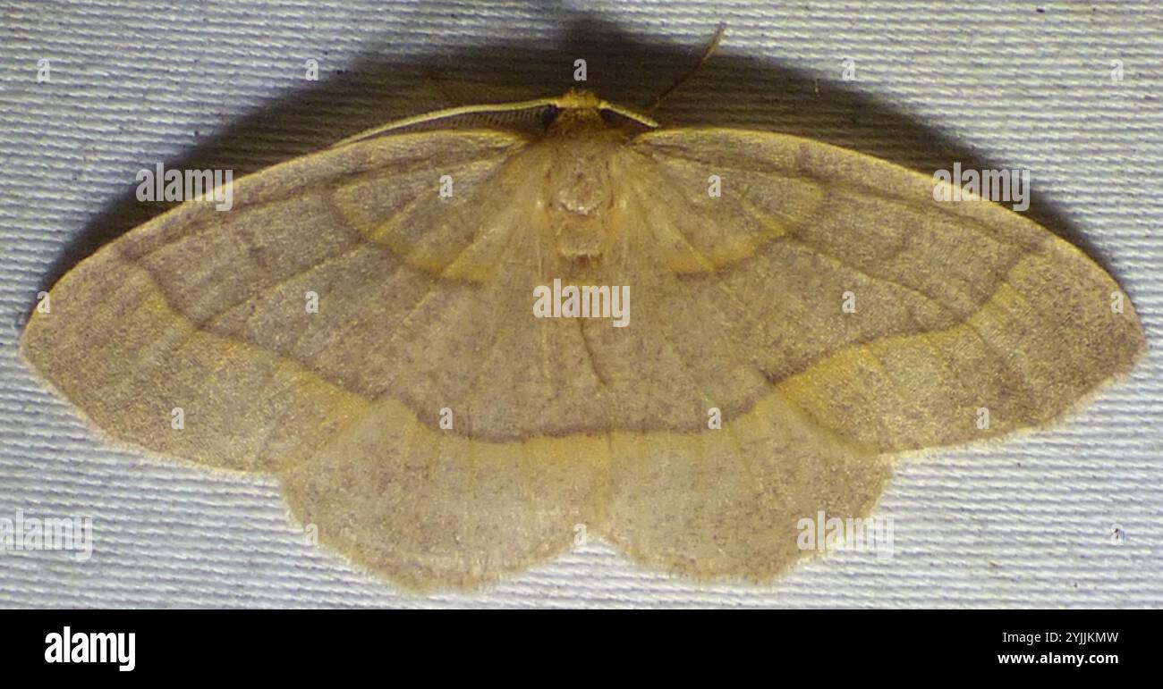Curved-lined Looper Moth (Lambdina fervidaria Stock Photo - Alamy