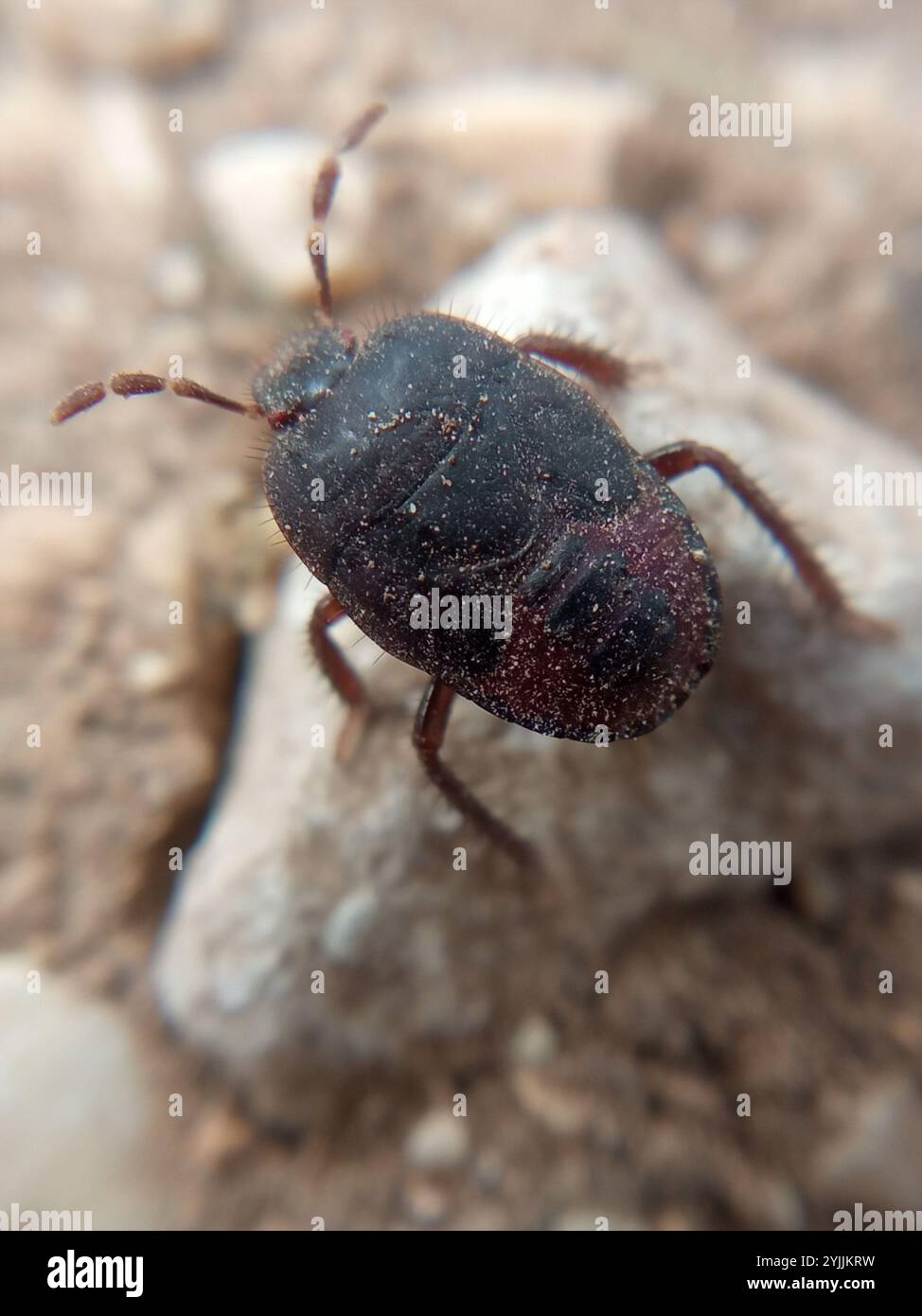 Black burrowing bug (Cydnus aterrimus Stock Photo - Alamy