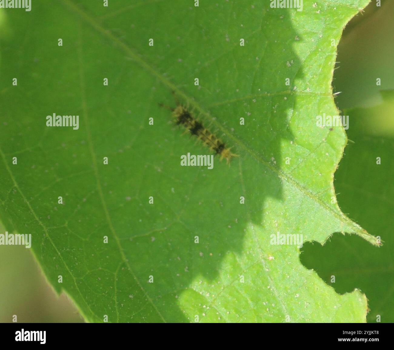 Merione hi-res stock photography and images - Alamy