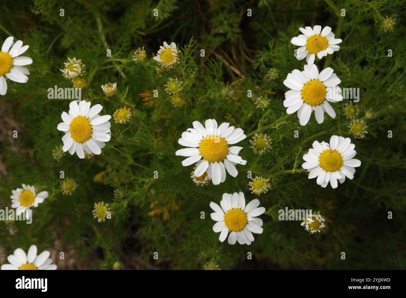 Sea Mayweed (Tripleurospermum maritimum Stock Photo - Alamy
