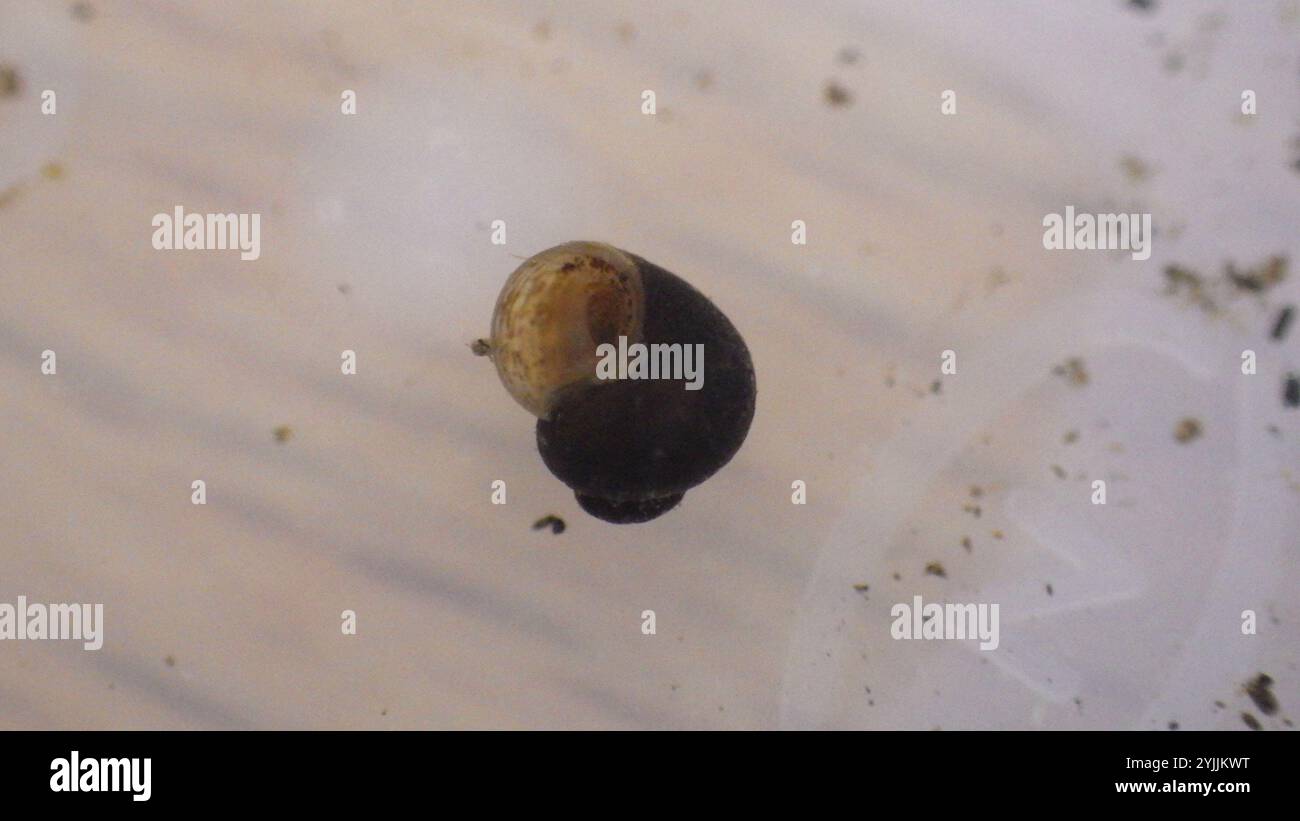 Hydrobiid Mud Snails (Hydrobiidae Stock Photo - Alamy
