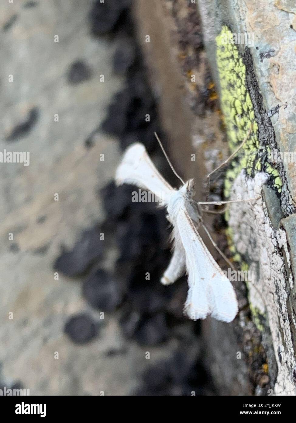 Plume Moths (Pterophoridae Stock Photo - Alamy