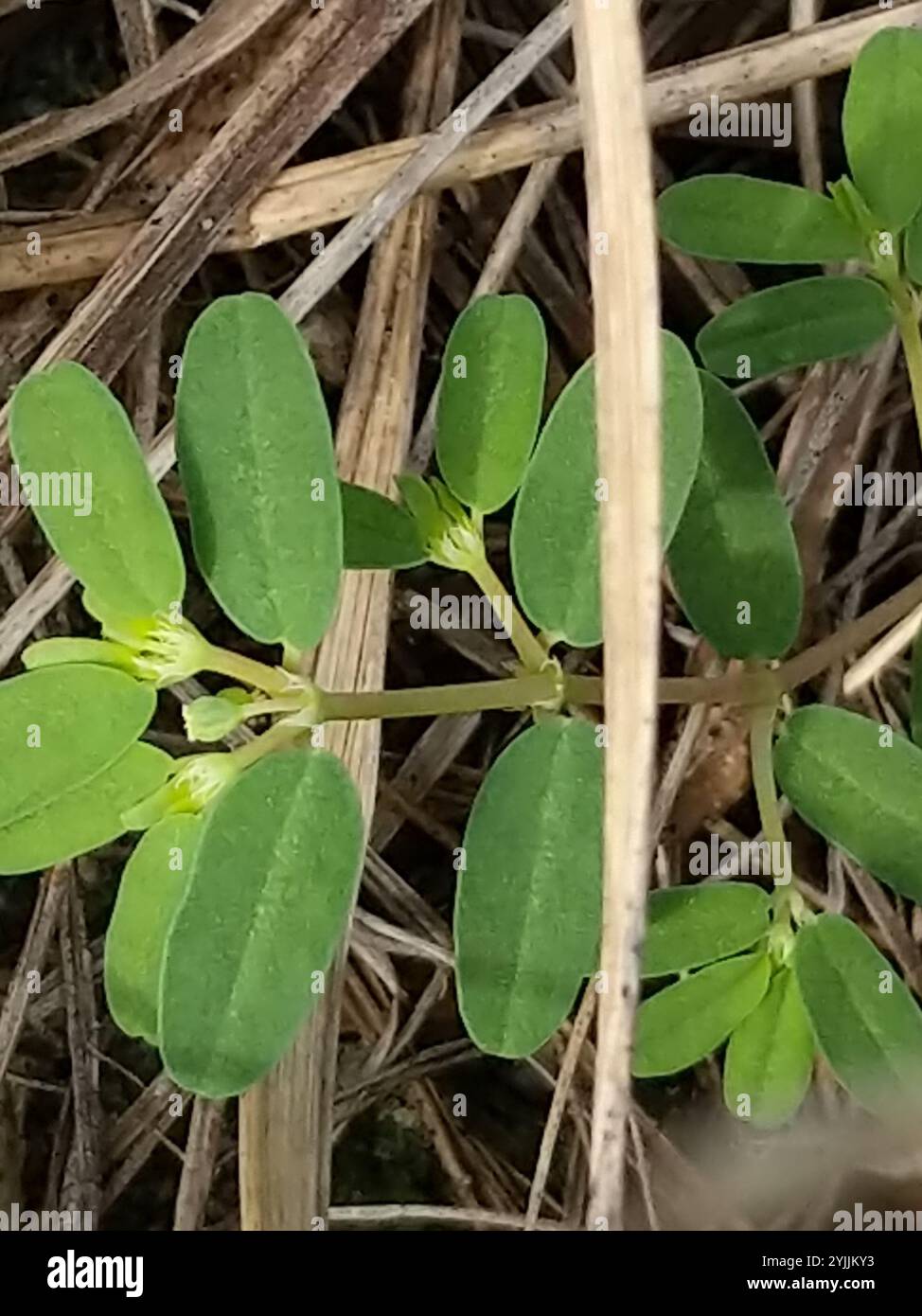 Southern Seaside Spurge (Euphorbia bombensis Stock Photo - Alamy