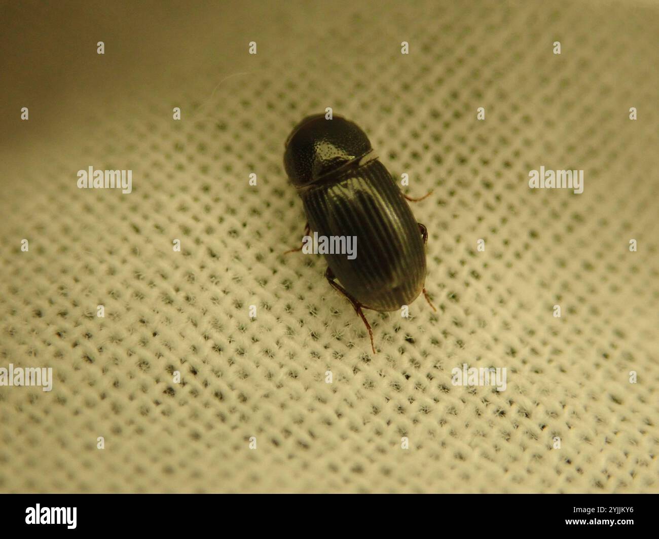 Small Dung Beetles (Aphodiinae Stock Photo - Alamy