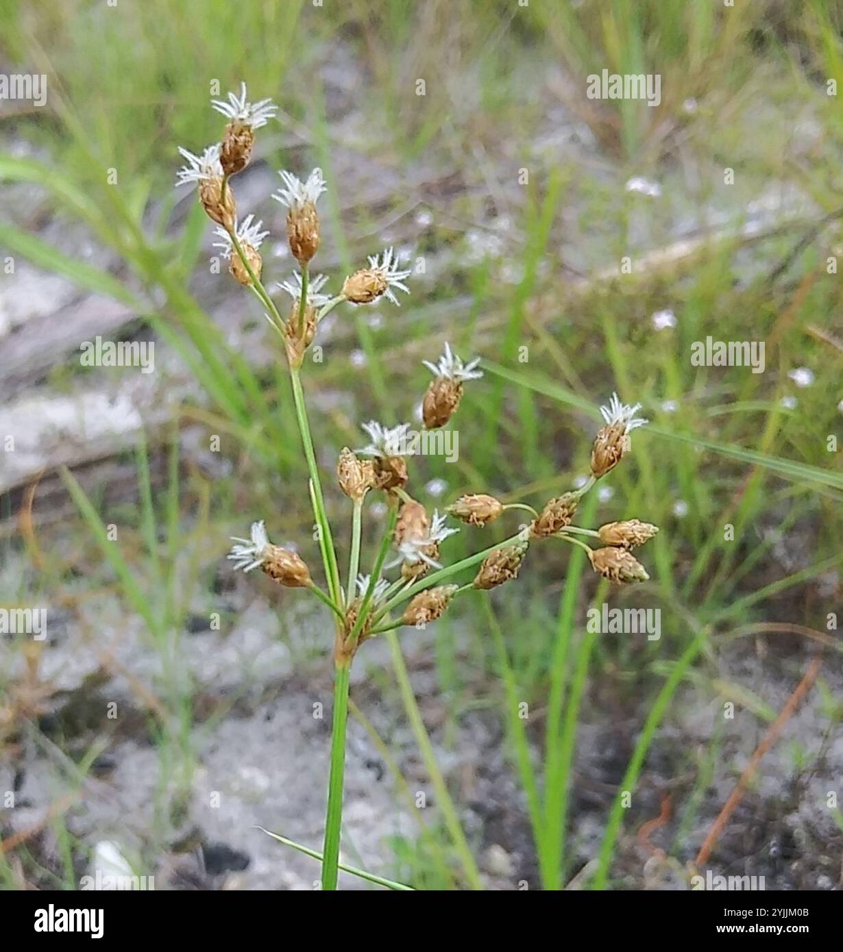 Hairy Fimbristylis (Fimbristylis puberula Stock Photo - Alamy