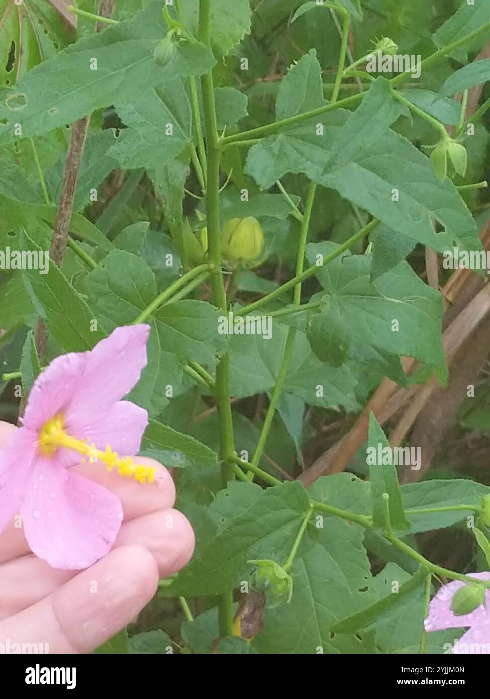 Saltmarsh mallow (Kosteletzkya pentacarpos Stock Photo - Alamy