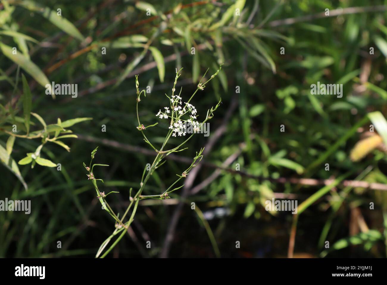 bulblet-bearing water hemlock (Cicuta bulbifera Stock Photo - Alamy