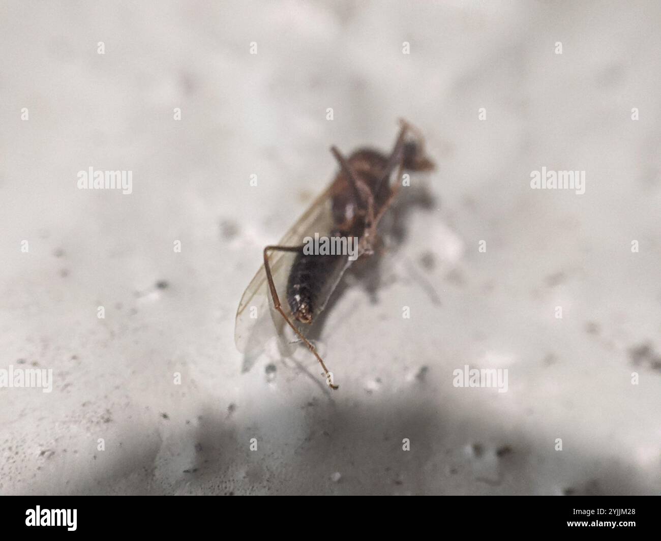 Florida Carpenter Ant (Camponotus floridanus Stock Photo - Alamy