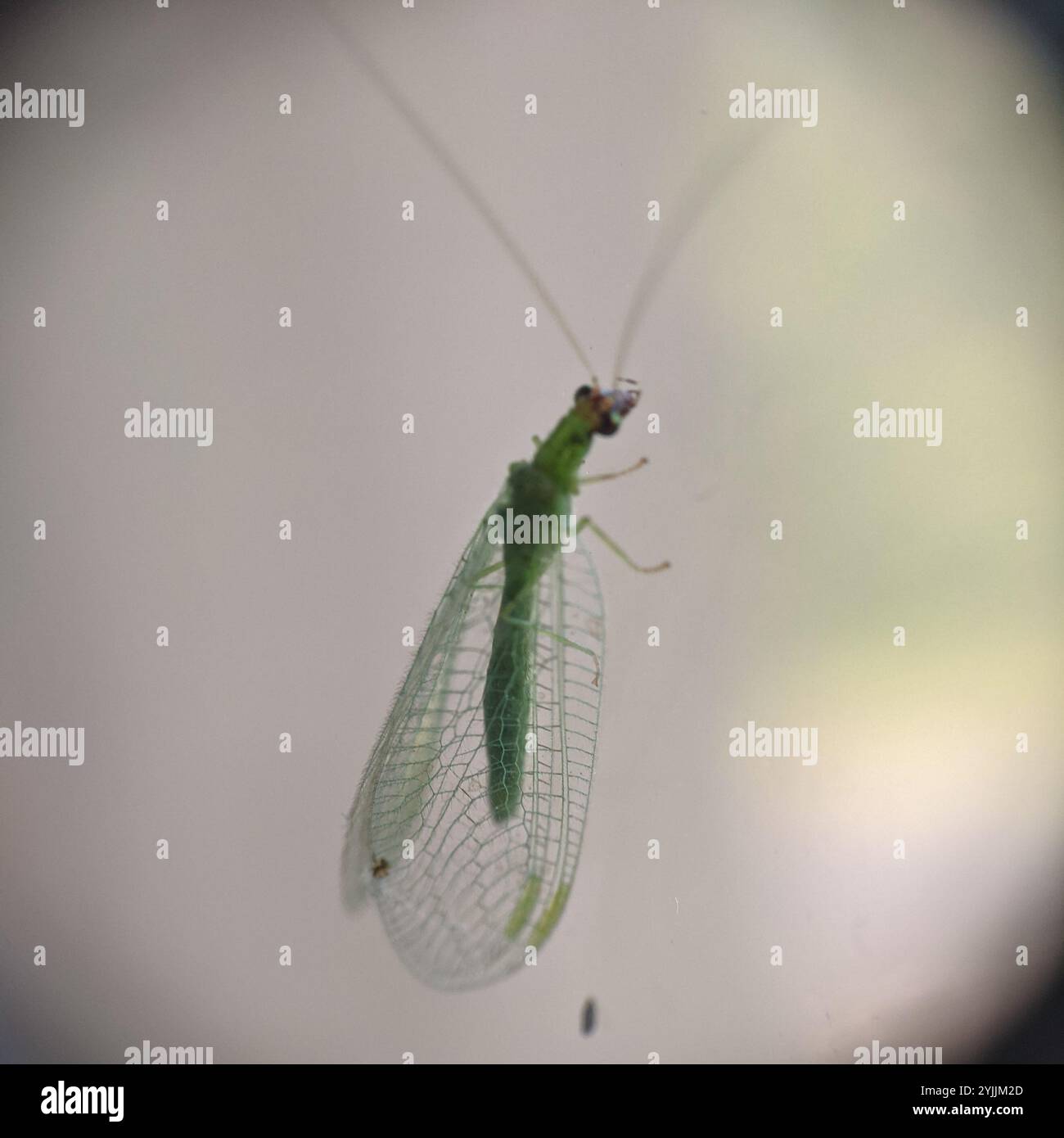 Golden-eyed lacewing (Chrysopa oculata Stock Photo - Alamy