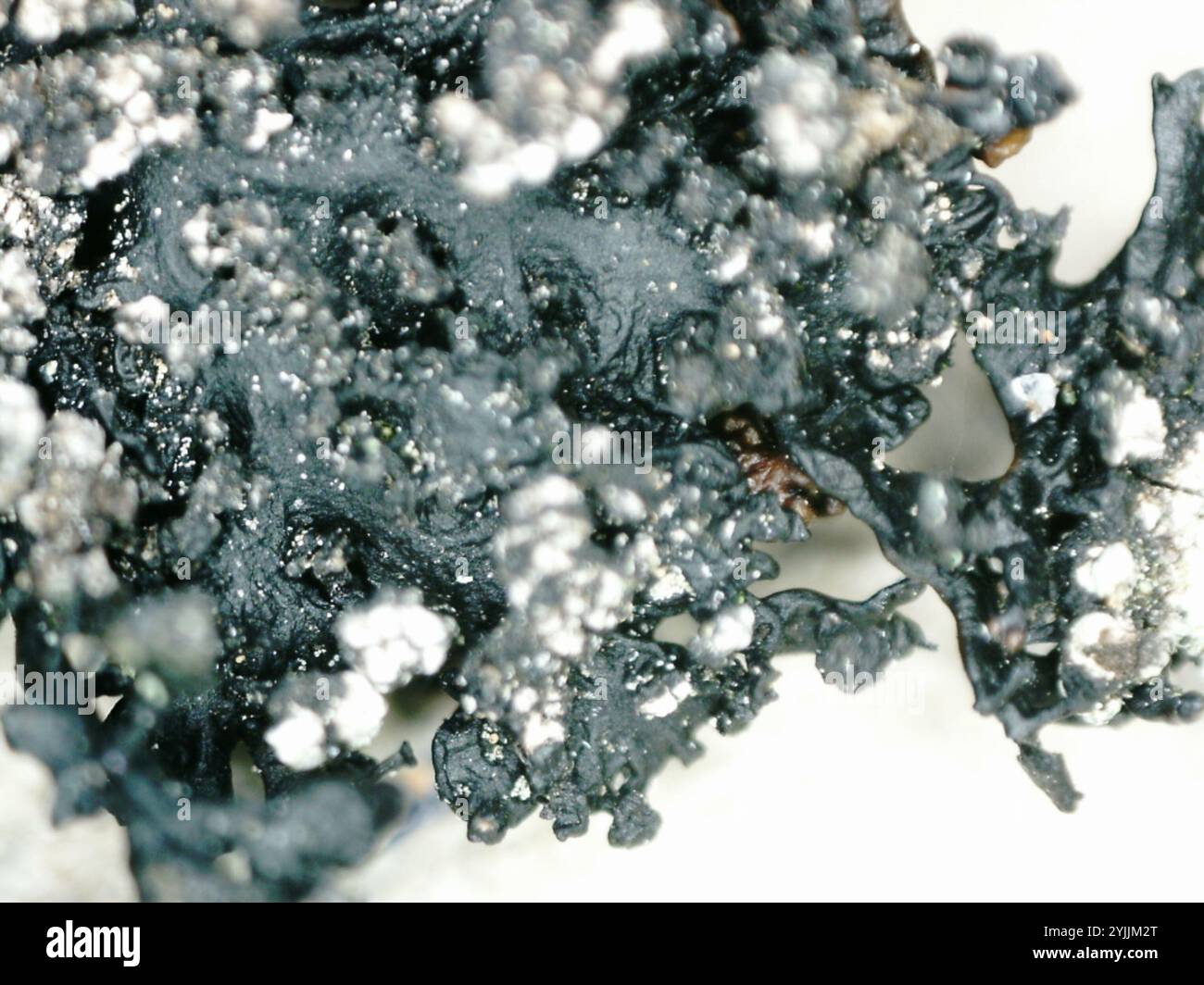 Stygian Black-parmelia (Melanelia stygia Stock Photo - Alamy