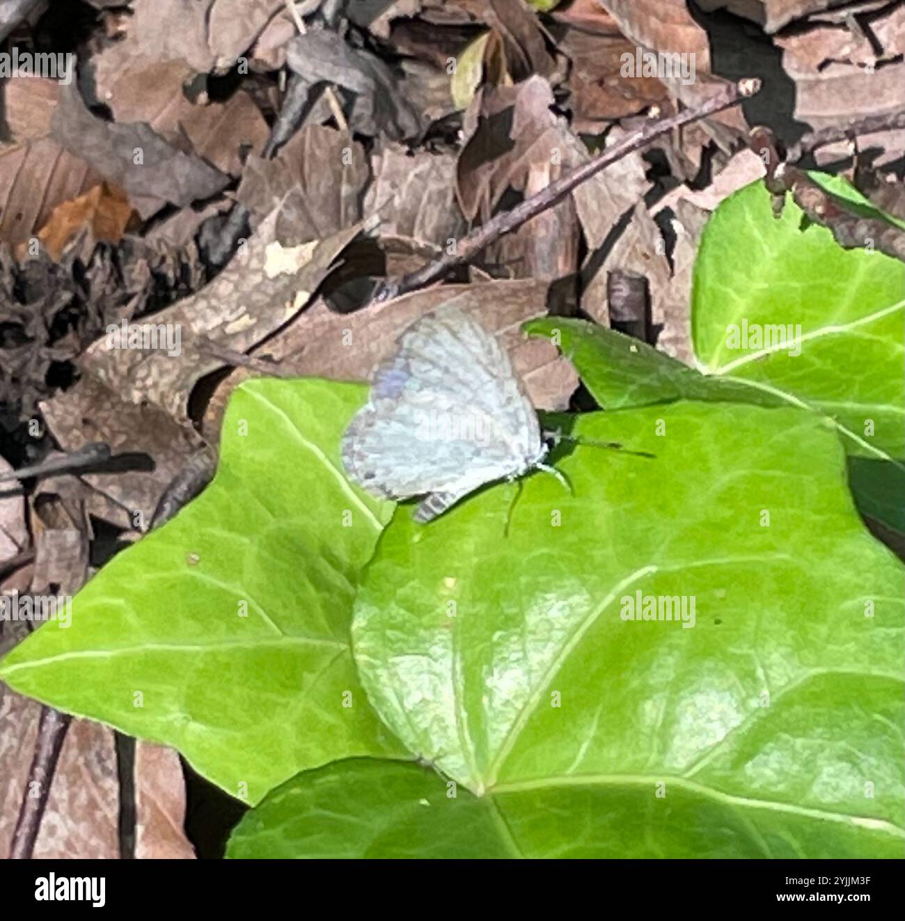 Summer Azure (Celastrina neglecta Stock Photo - Alamy