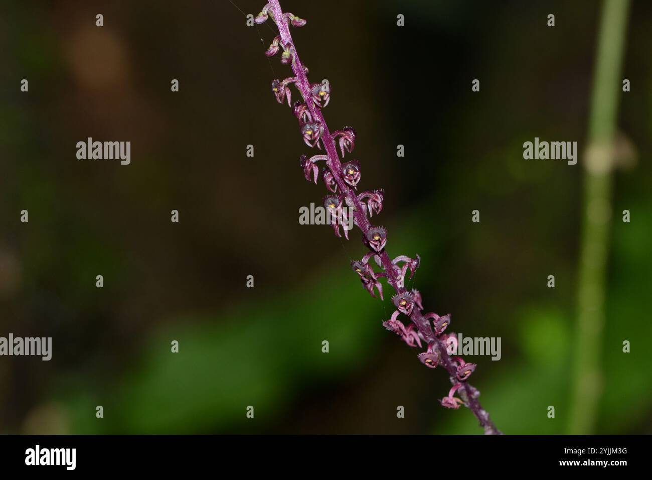 Malaxis versicolor hi-res stock photography and images - Alamy