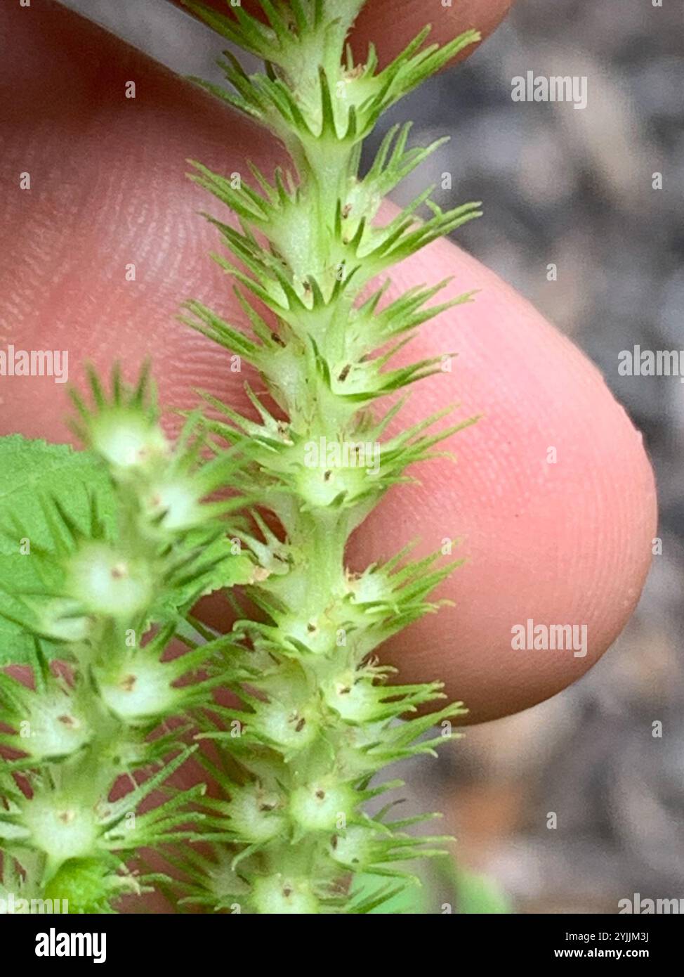 Cuban copperleaf (Acalypha setosa Stock Photo - Alamy