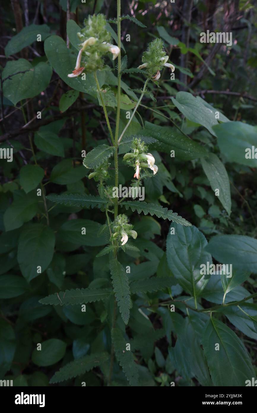 Pedicularis lanceolata hi-res stock photography and images - Alamy