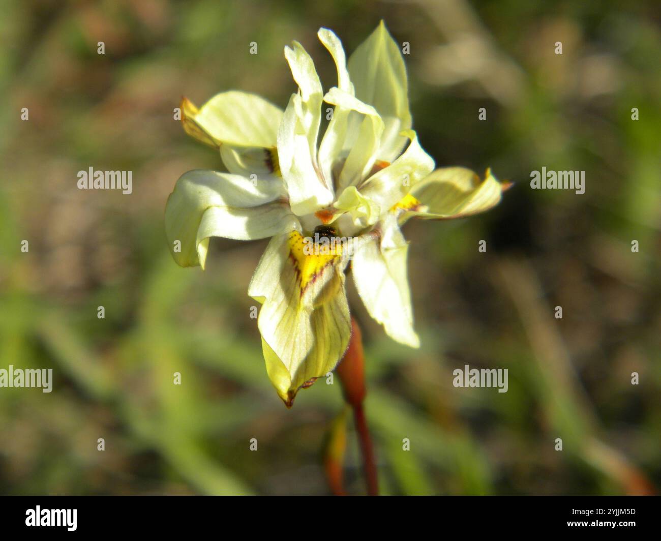 Cape Tulips (Moraea Stock Photo - Alamy