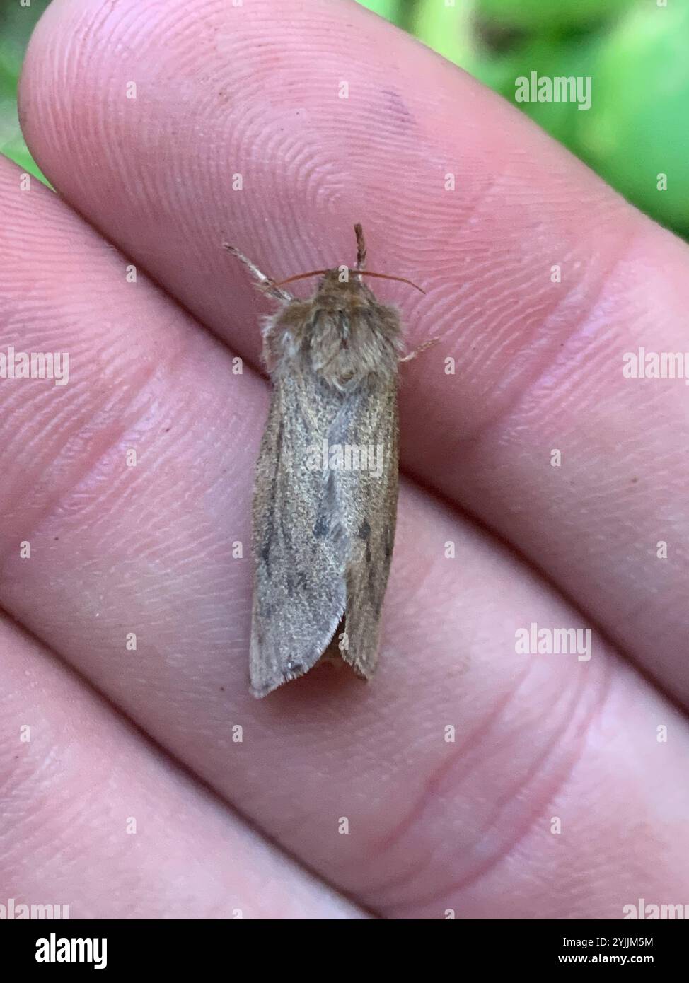 Swift moths hepialidae hi-res stock photography and images - Alamy