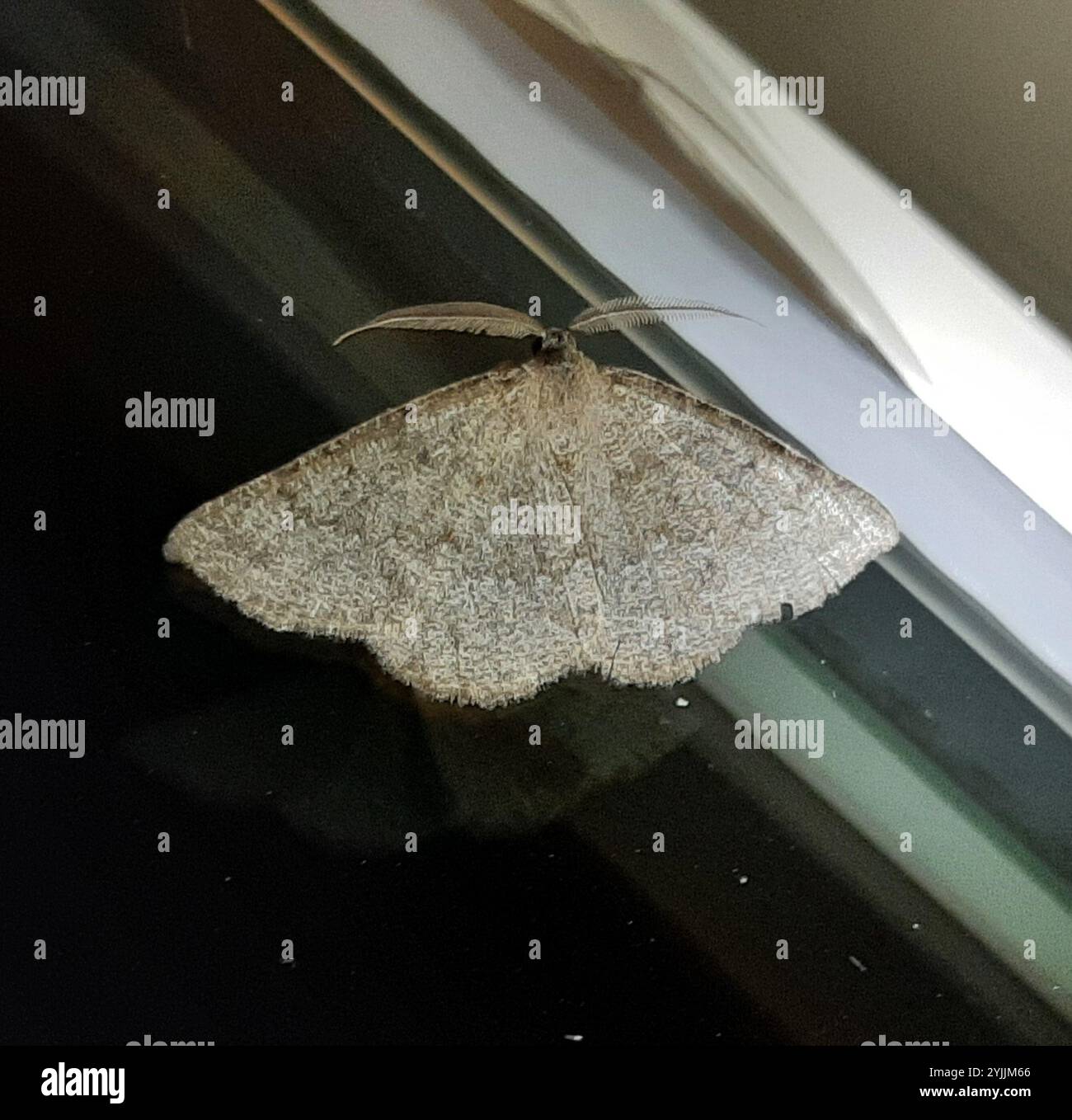 Geometer Moths (Geometridae Stock Photo - Alamy
