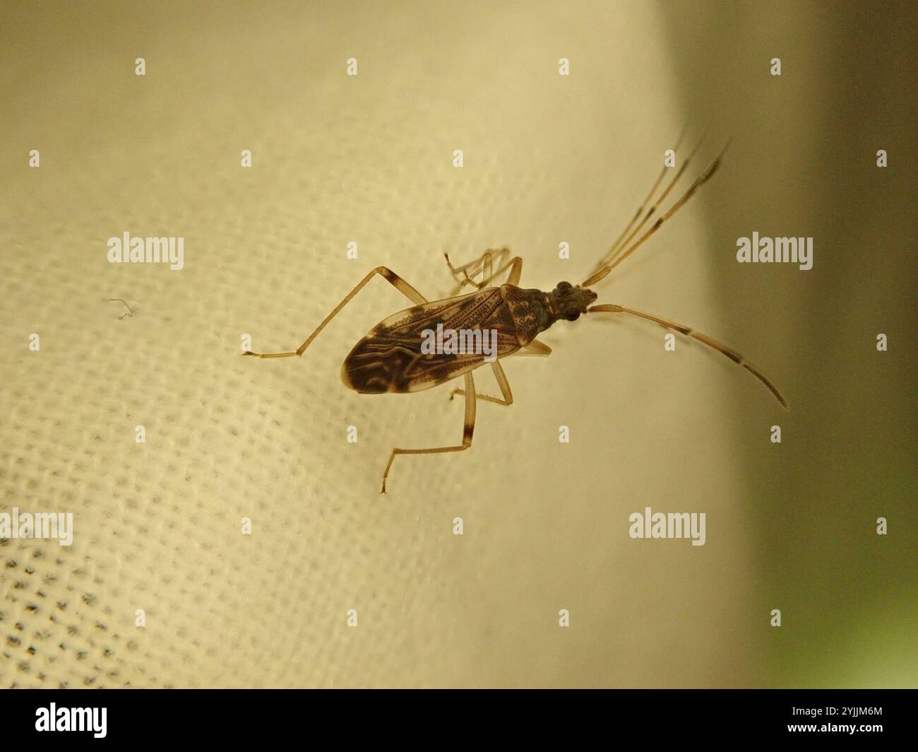 True Bugs (Heteroptera Stock Photo - Alamy