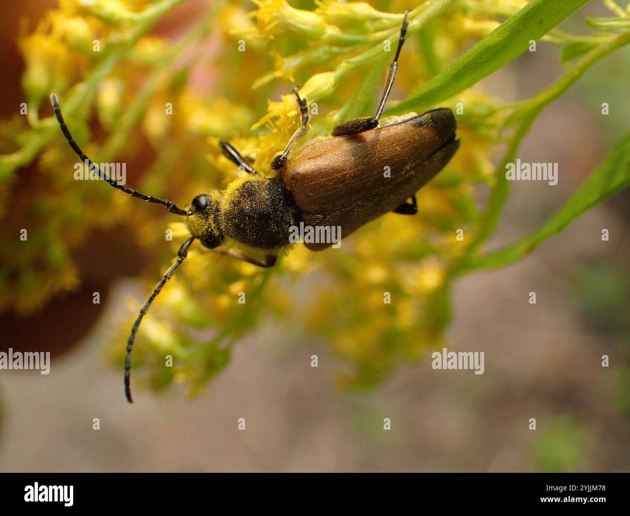 Minnesota Long-horned Beetle (Trigonarthris subpubescens Stock Photo ...