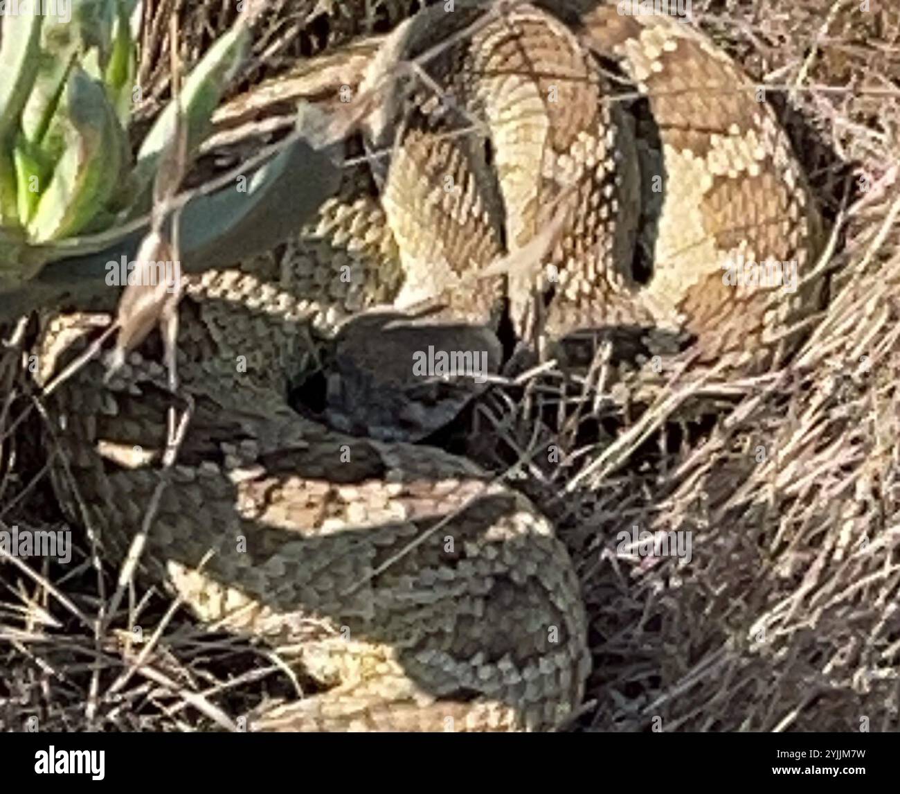 Northern Pacific Rattlesnake (Crotalus oreganus oreganus Stock Photo ...