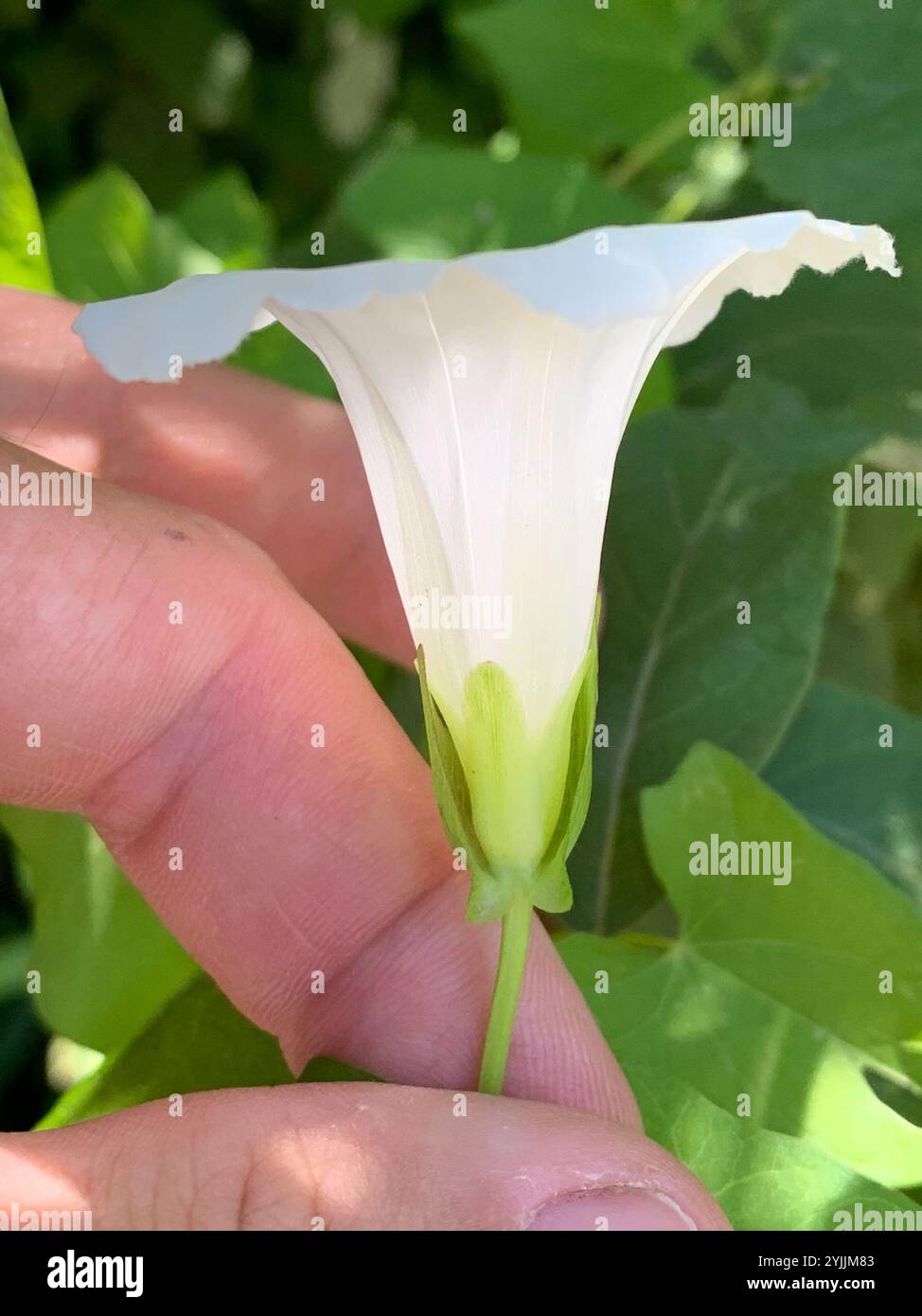 creeping hedge bindweed (Calystegia sepium angulata Stock Photo - Alamy