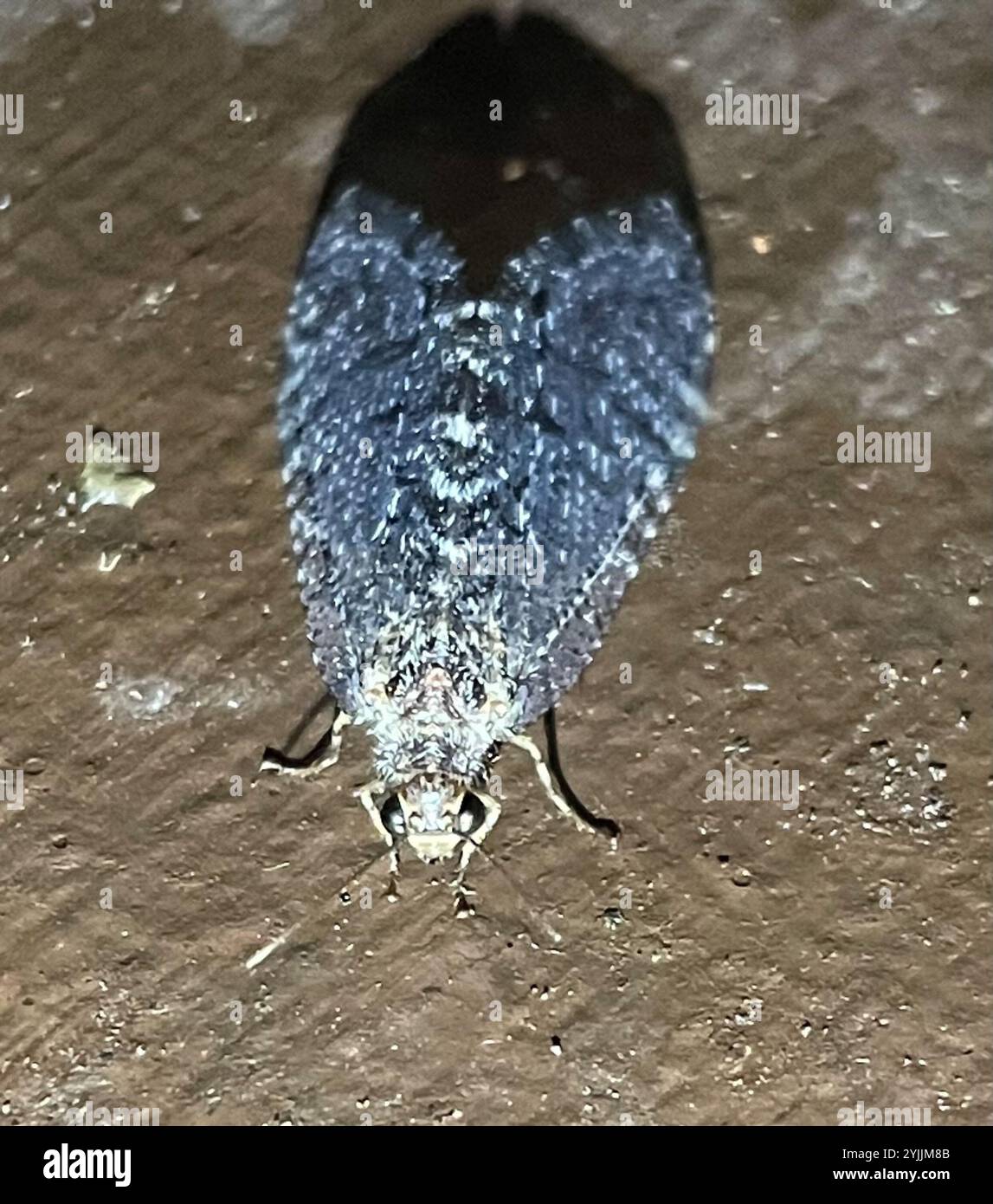 Giant Lacewing (Polystoechotes punctata Stock Photo - Alamy