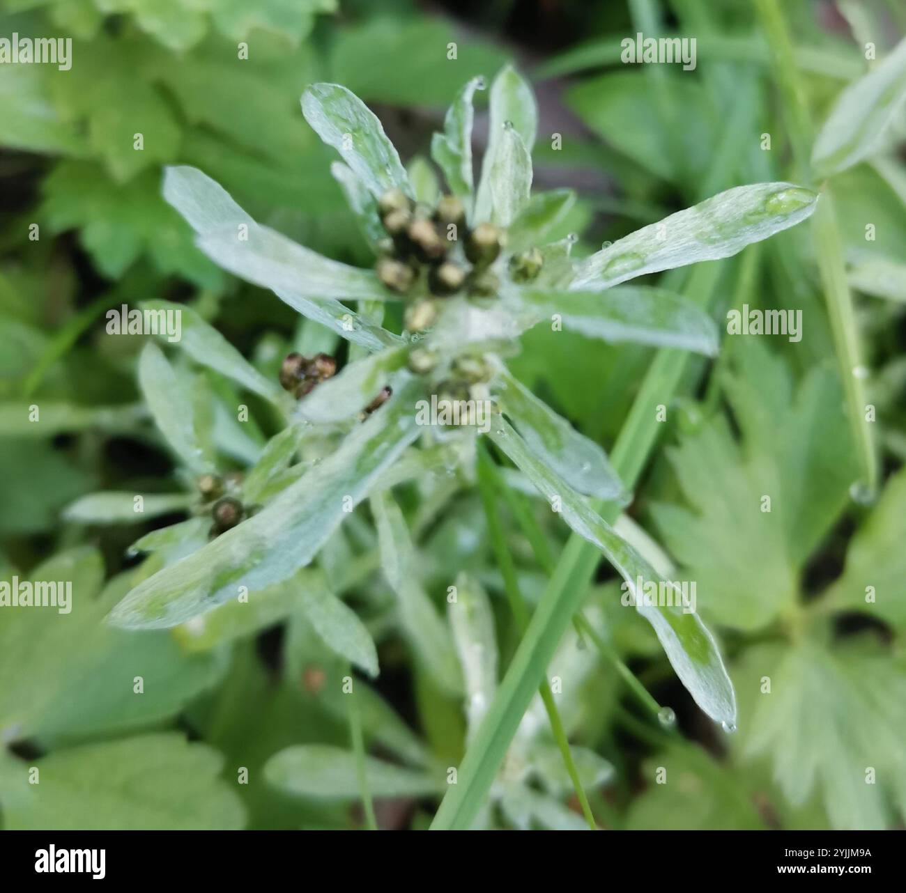 Marsh cudweed hi-res stock photography and images - Alamy