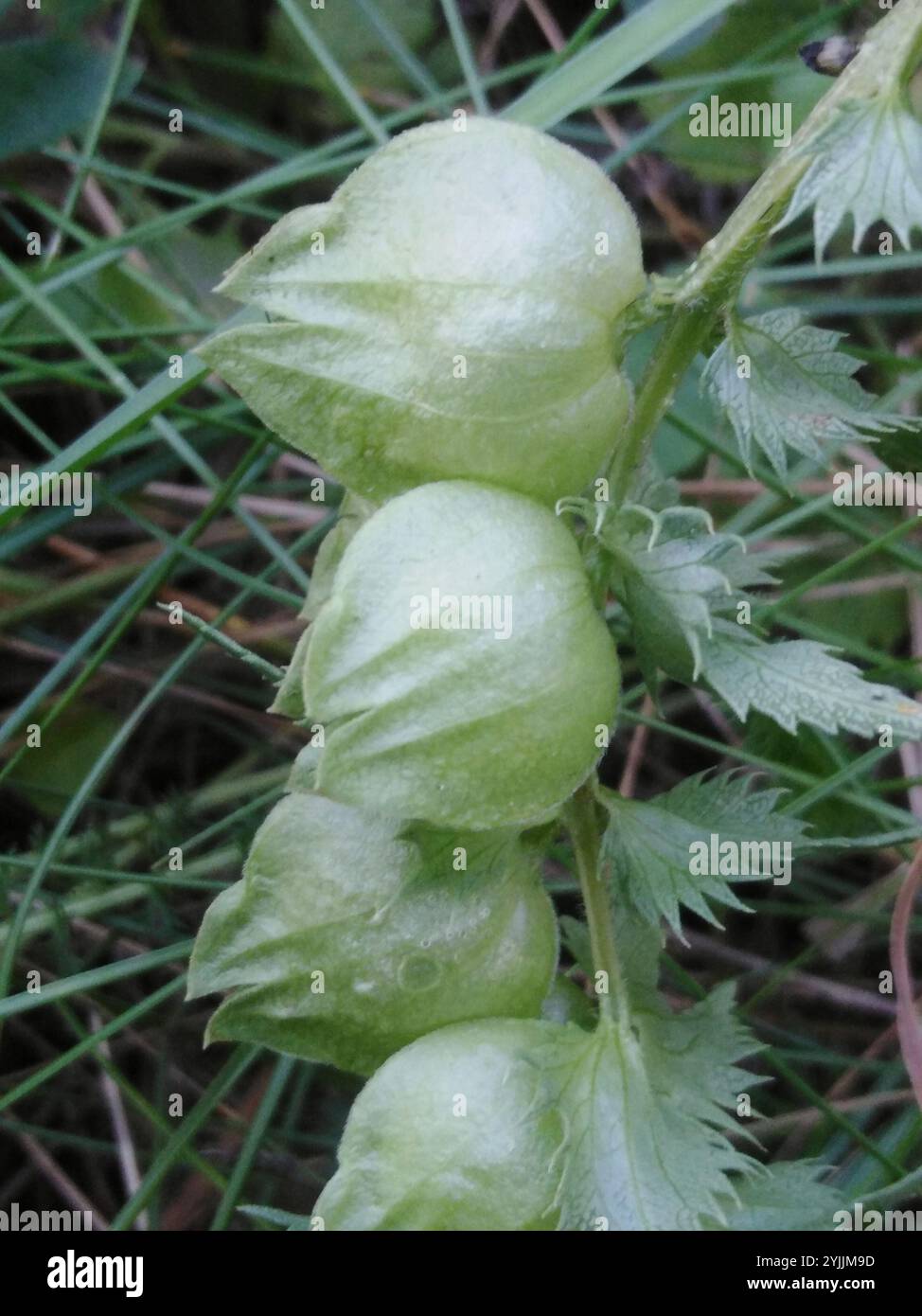 Yellow rattle rhinanthus serotinus hi-res stock photography and images ...