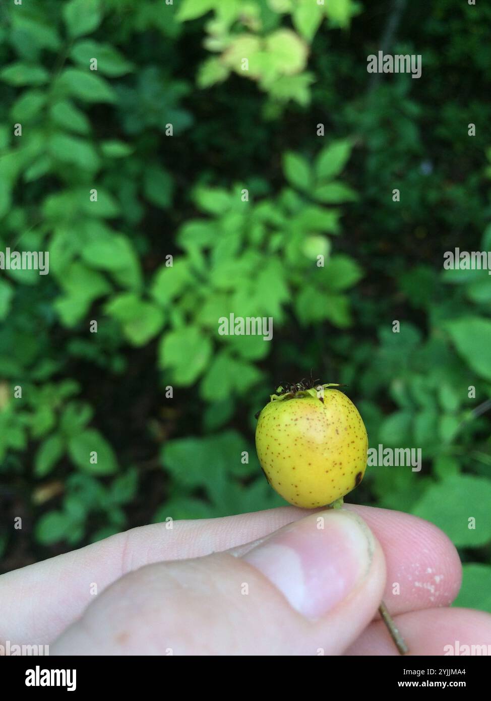 dotted hawthorn (Crataegus punctata Stock Photo - Alamy