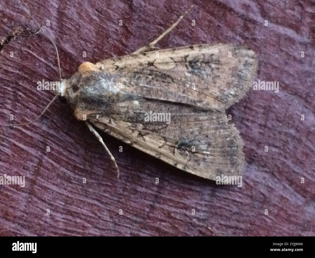 Variegated Cutworm Moth (Peridroma saucia Stock Photo - Alamy