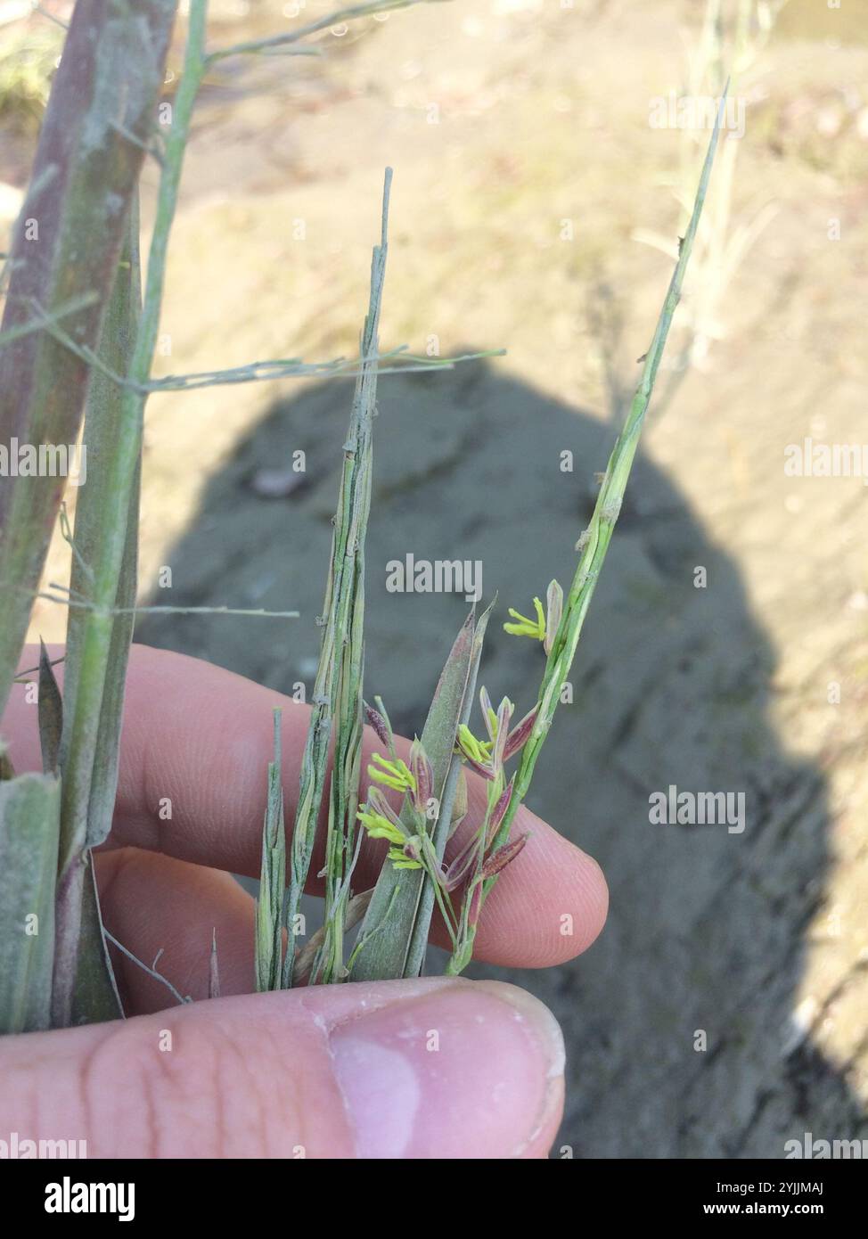 eastern wild rice (Zizania aquatica brevis Stock Photo - Alamy