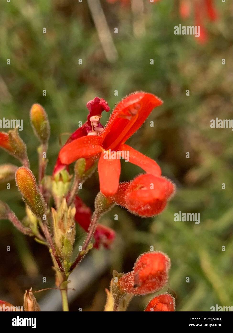 Bridges penstemon hi-res stock photography and images - Alamy