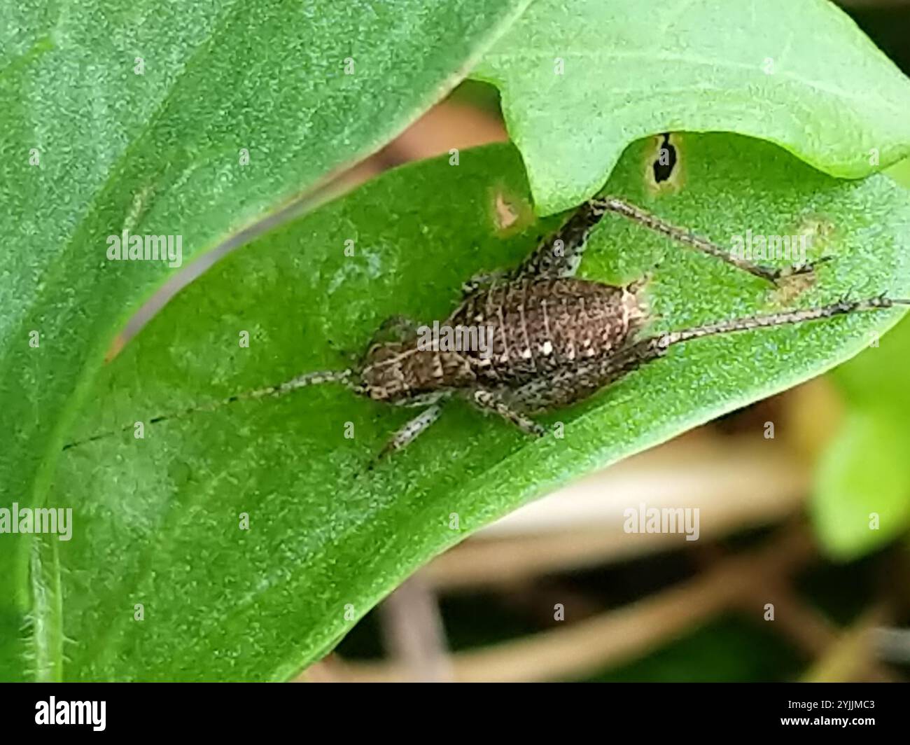 Hapithus hi-res stock photography and images - Alamy