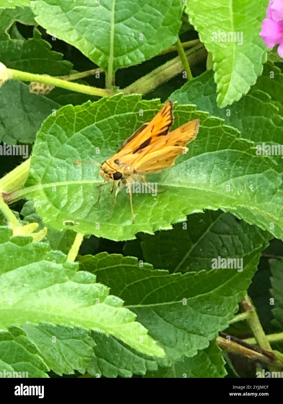 Fiery Skipper (Hylephila phyleus Stock Photo - Alamy