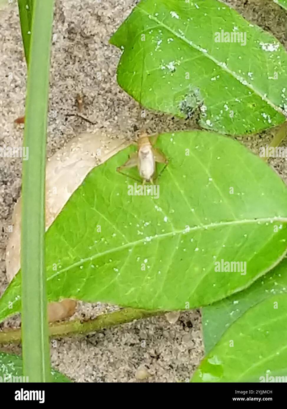 True Crickets and Allies (Grylloidea Stock Photo - Alamy