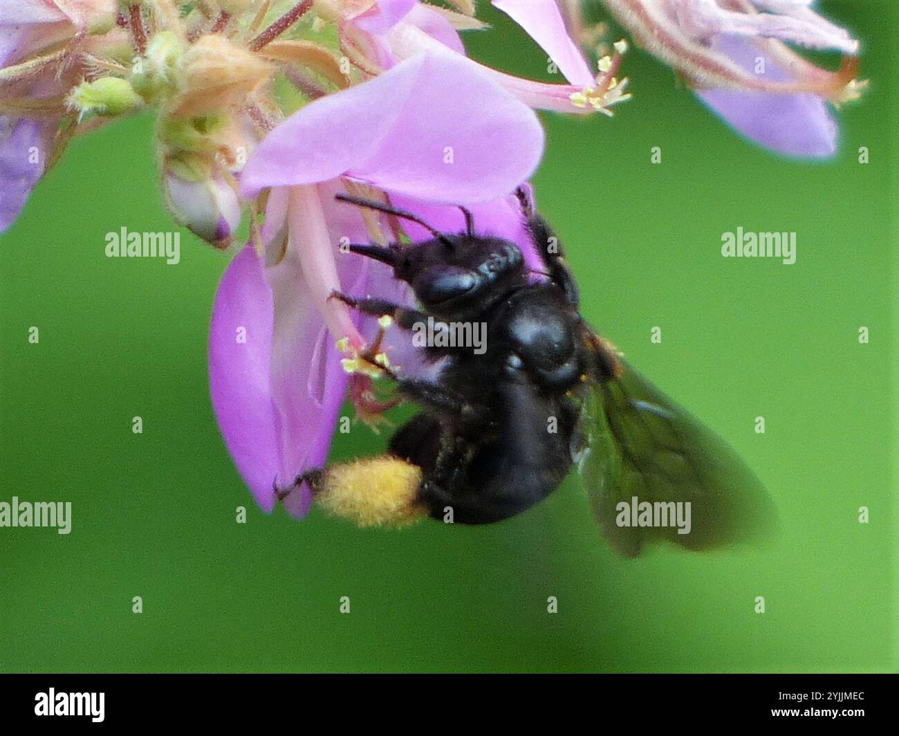 Melissodes bimaculatus hi-res stock photography and images - Alamy