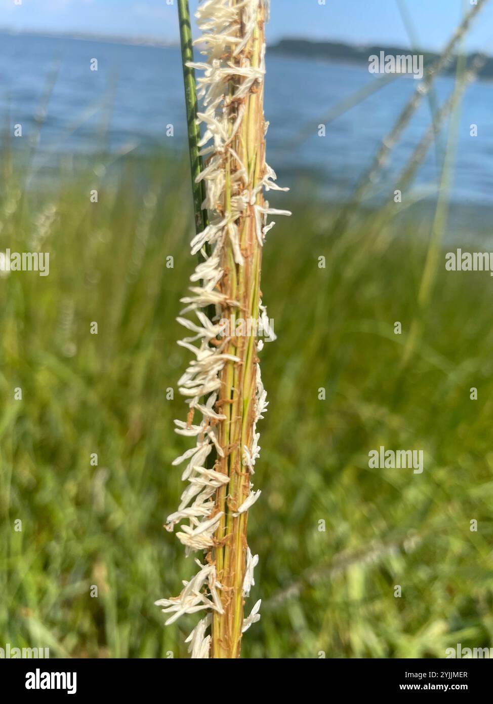 dropseeds, cordgrasses, and sandreeds (Sporobolus Stock Photo - Alamy