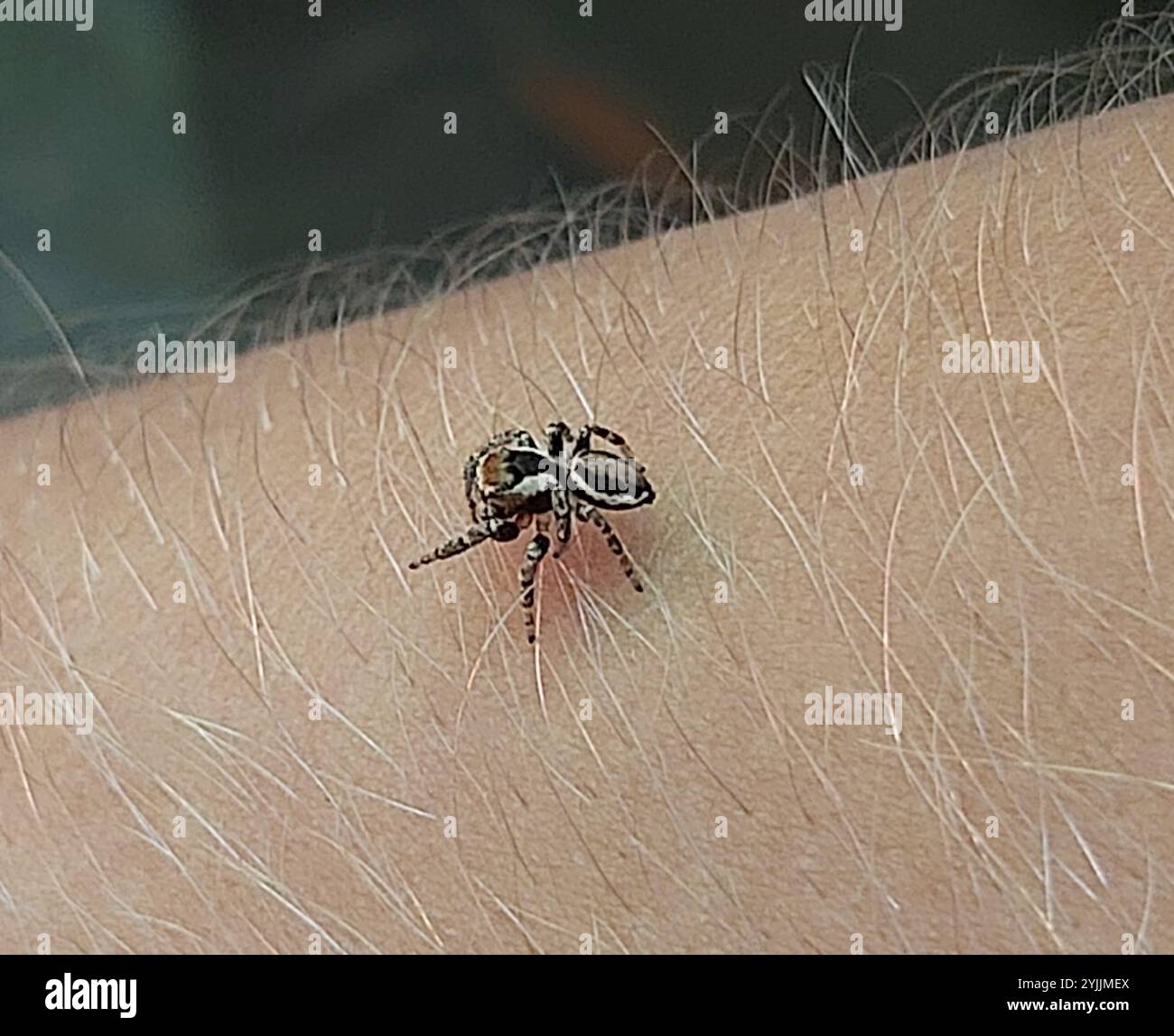 Woodland Jumping Spider (Evarcha falcata Stock Photo - Alamy
